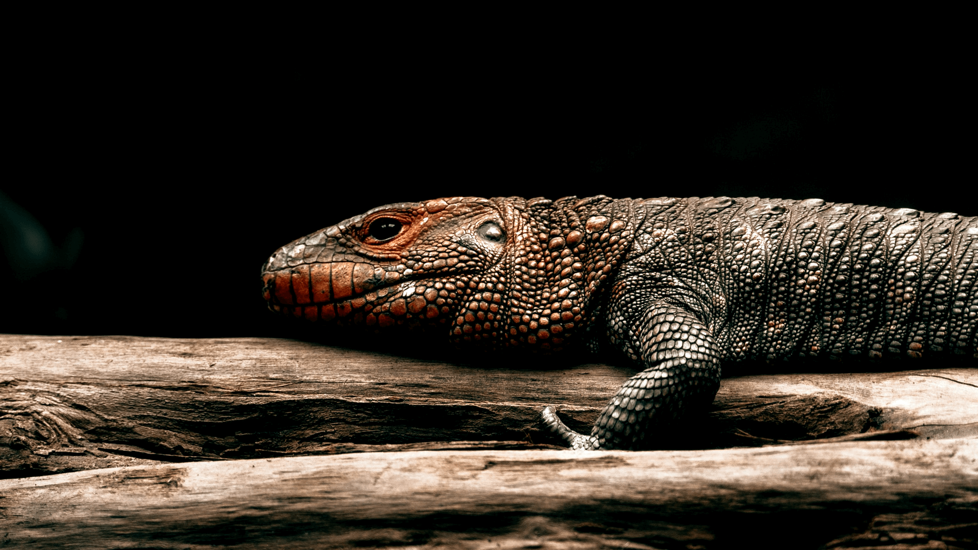 Biomonitoring - Biologging - Telemetry - Comprehensive Brain & Body ...