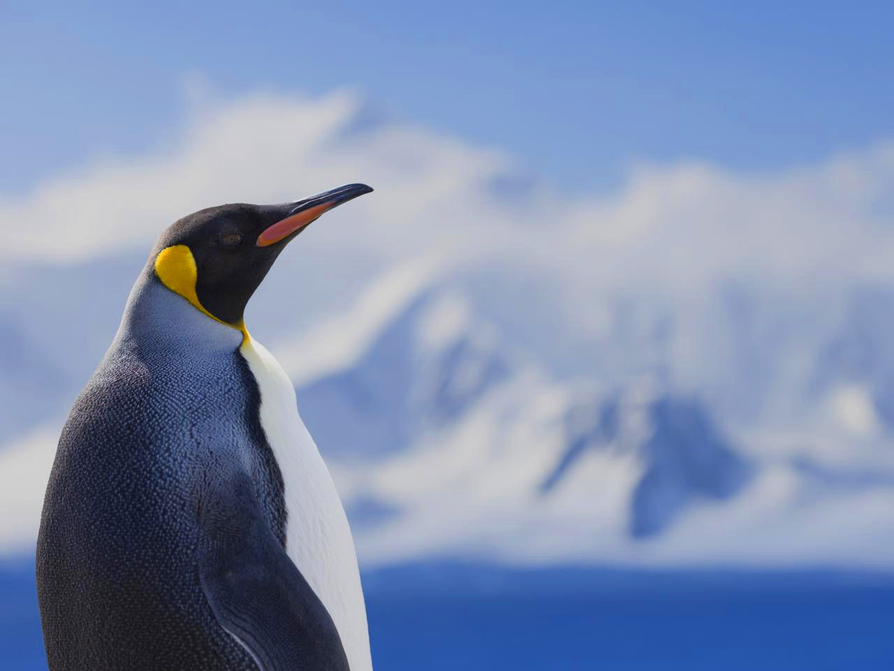 Biologging: Unraveling the Secrets of the Natural World - Comprehensive ...