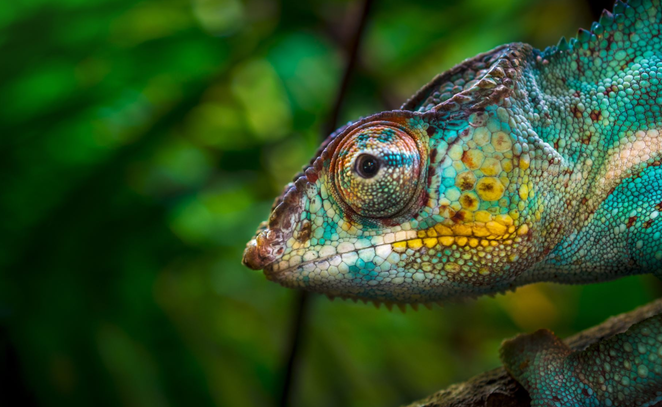 The Enigma of Sleep: Insights from Lizards to Mammals - Comprehensive ...