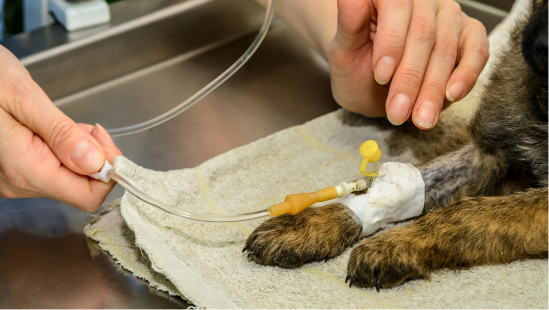 Ensuring Safe Anesthesia for Your Furry Friends - Wireless telemetry ...